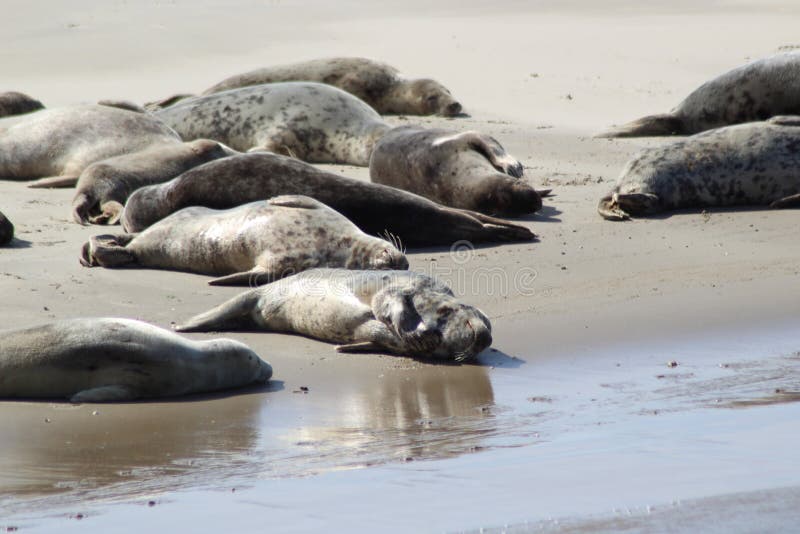 Earless Seals stock image. Image of colour, north, mudflats - 196907127