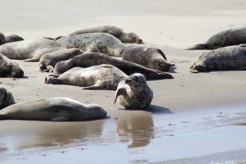 Earless Seals stock image. Image of phocoidea, islands - 196907139