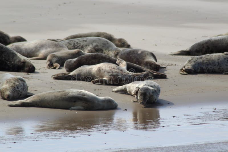 281 Phocids Stock Photos - Free & Royalty-Free Stock Photos from Dreamstime