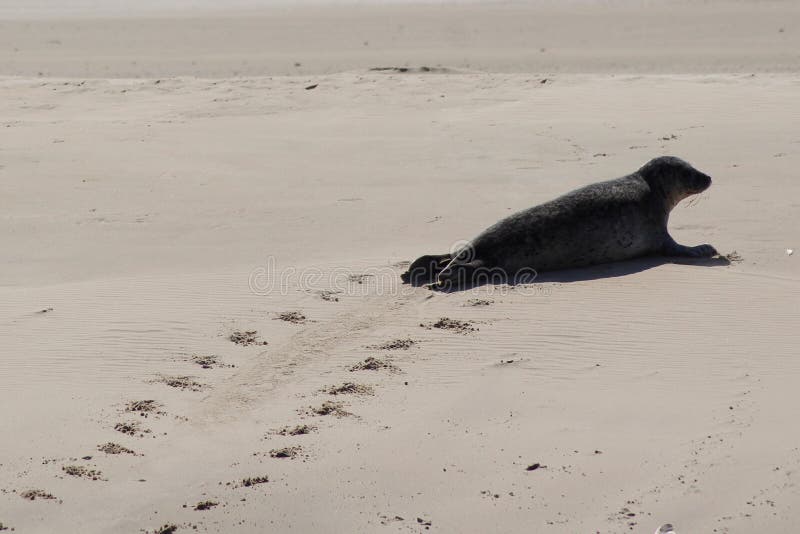 Earless Seals stock image. Image of mammals, phocoidea - 196907255