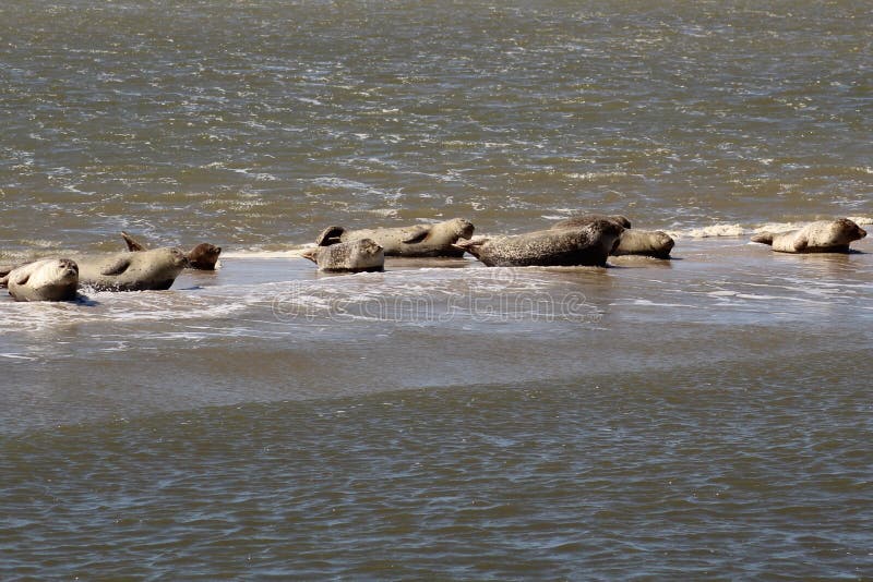 Earless Seals stock image. Image of phocids, flats, pinnipedia - 196907883