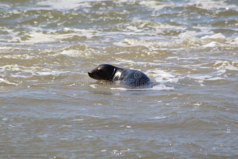 Earless Seals stock image. Image of phocoidea, animal - 196907939