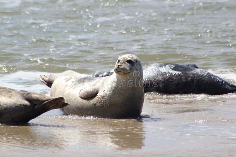 Earless Seals stock photo. Image of phocidae, north - 196907988