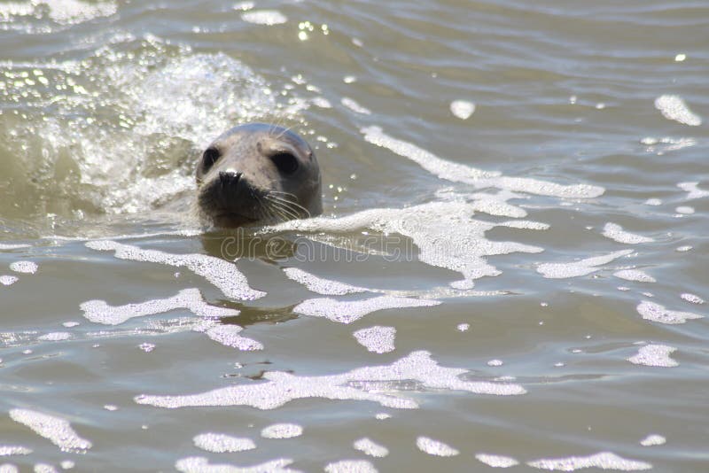 Earless Seals stock image. Image of mammal, netherlands - 196908073