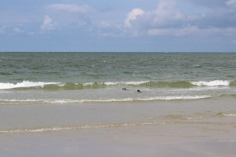 281 Phocids Stock Photos - Free & Royalty-Free Stock Photos from Dreamstime