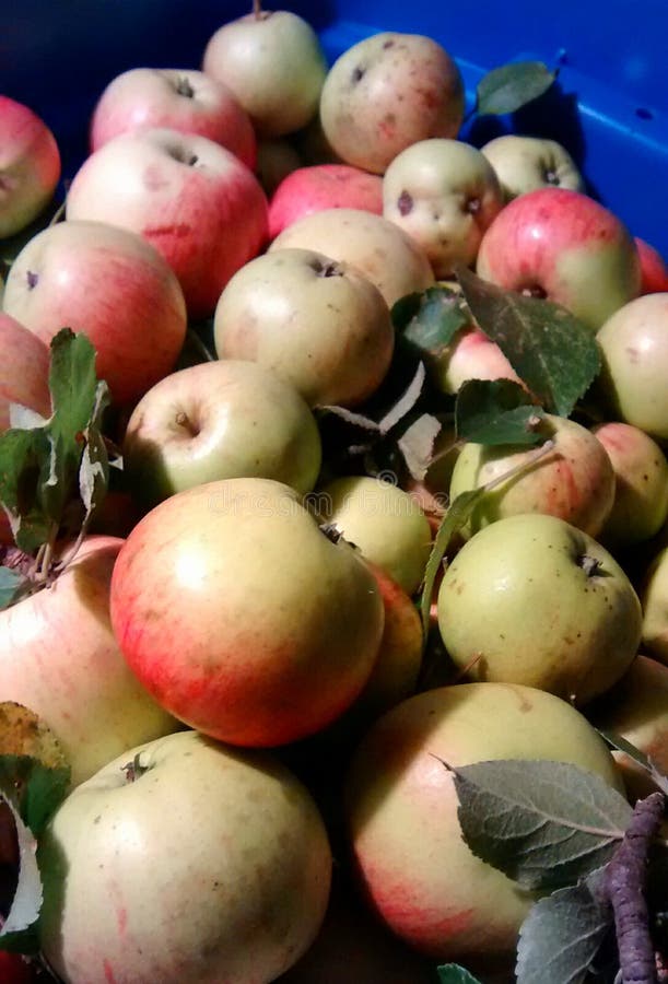 Early Apples 2 stock photo. Image of orchard, wild, apples - 59106268