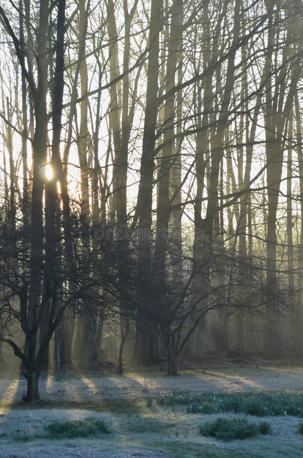 Early April Morning Sunlight through Bare Trees Stock Image - Image of ...