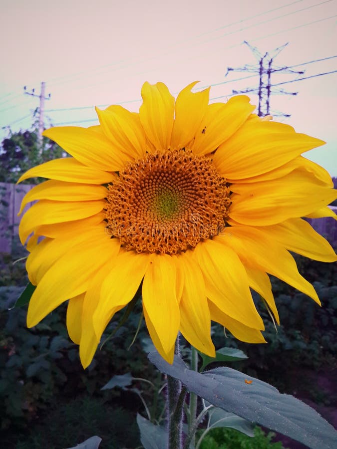 Early August stock photo. Image of last, rays, august - 97210448