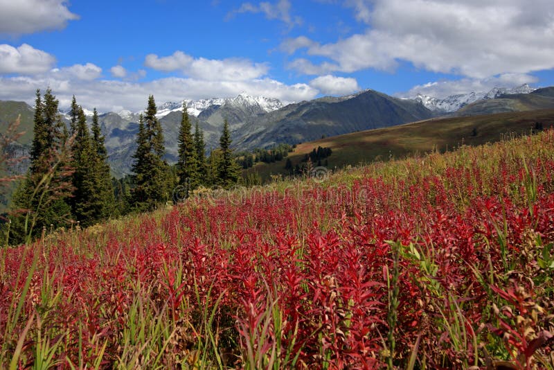 Early autumn stock photo. Image of tree, contrast, firmament - 11453768