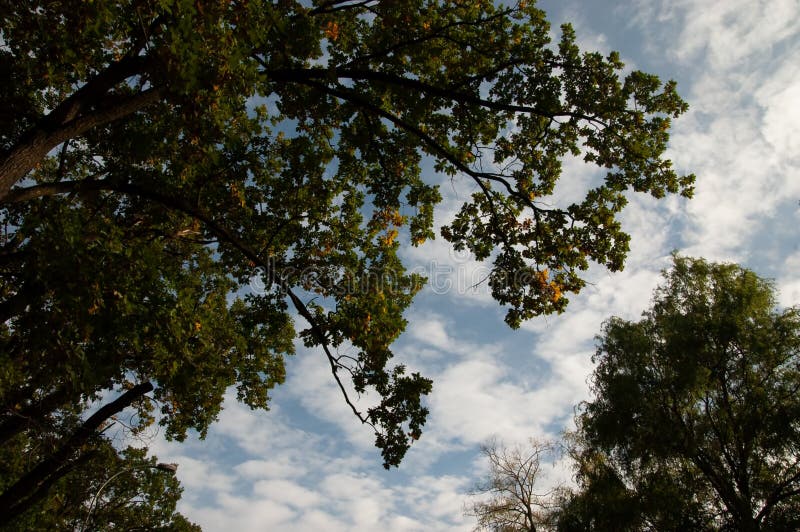 Early Autumn Background: Trees with Autumn Leaves Stock Photo - Image ...