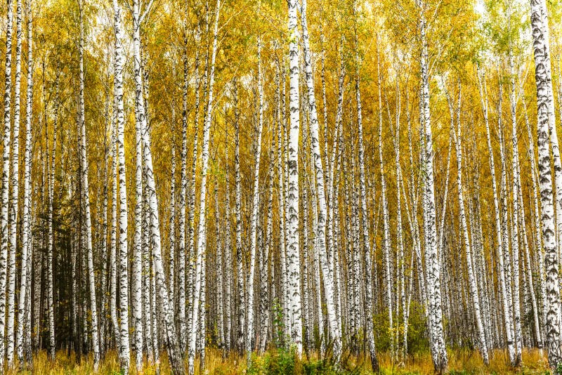 Autumn Birch Leaves With Blurred Fall Colors Stock Photo - Image of ...