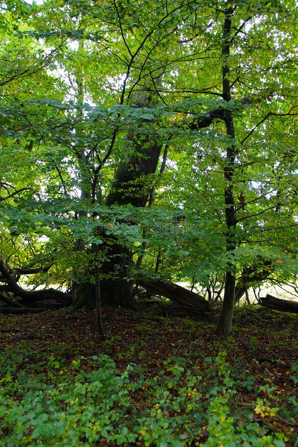 Early autumn colors stock image. Image of lovely, green - 80097711