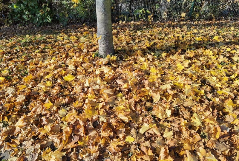 Early Autumn Fallen Leaves Under a Tree Stock Image - Image of leaf ...