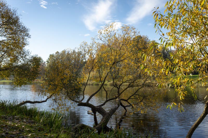 Early Autumn at the Fallen Tree Over the River Stock Image - Image of ...
