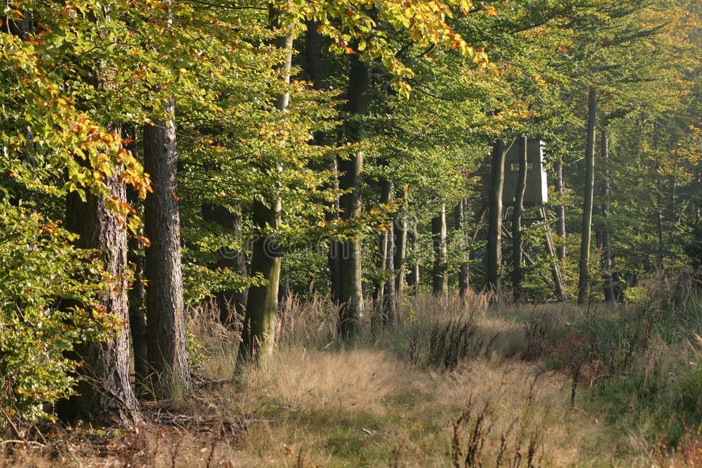 Early autumn in the forest stock photo. Image of peacefully - 569474