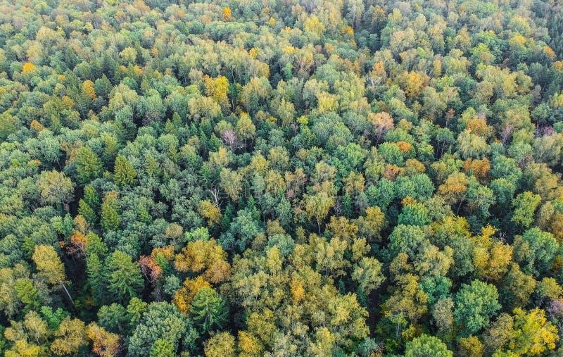 Early Autumn Forest from Above Stock Photo - Image of leafs, colors ...