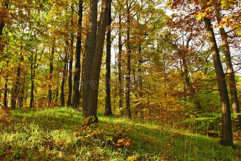 Early Autumn Forest Detail. Stock Image - Image of garden, park: 12186585