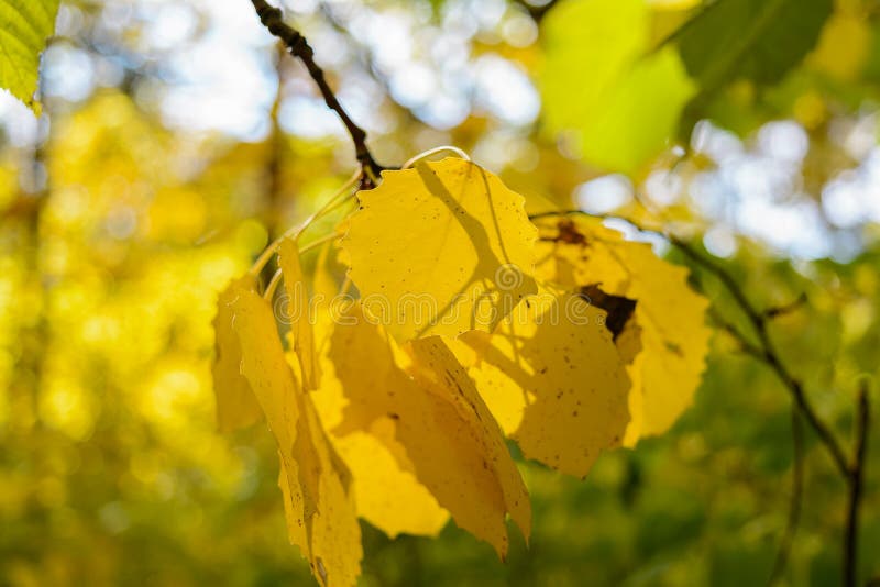 Early autumn in the forest stock photo. Image of autumn - 92261608
