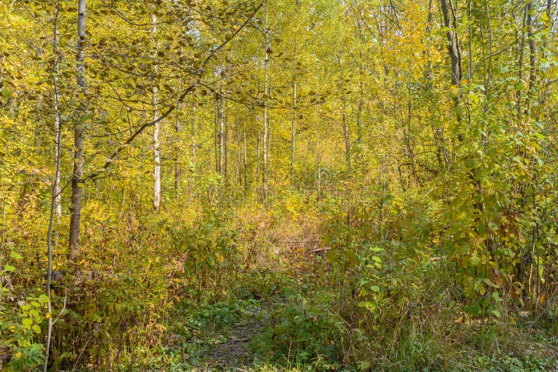 Early autumn in the forest stock image. Image of prairie - 92209487