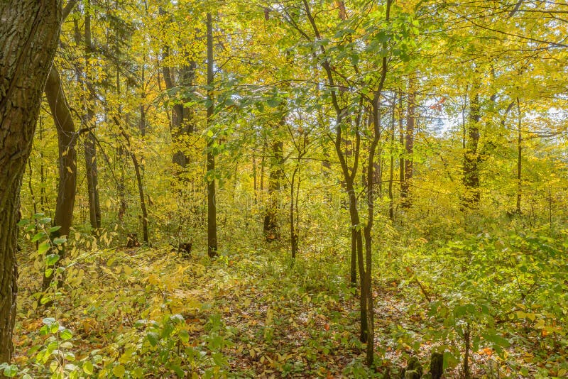Early autumn in the forest stock photo. Image of sunlight - 92261584