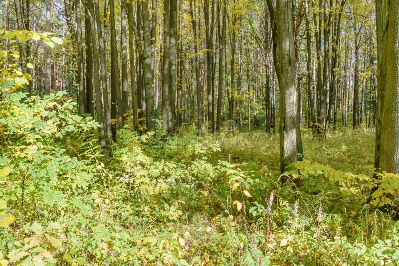 Early autumn in the forest stock photo. Image of plant - 92208790