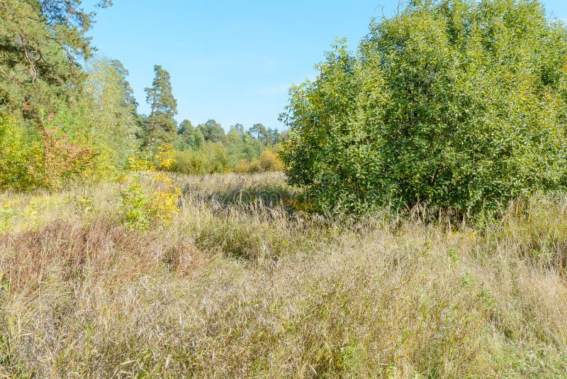 Early autumn in the forest stock image. Image of wetland - 92208939