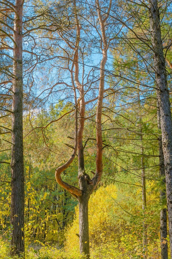 Early autumn in the forest stock photo. Image of branch - 92208992