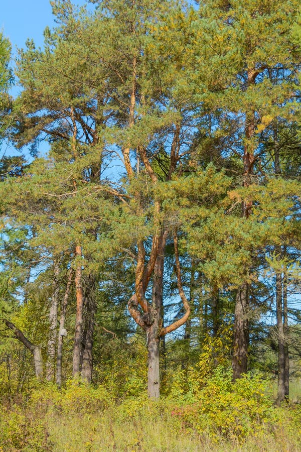Early autumn in the forest stock image. Image of woodland - 92209345