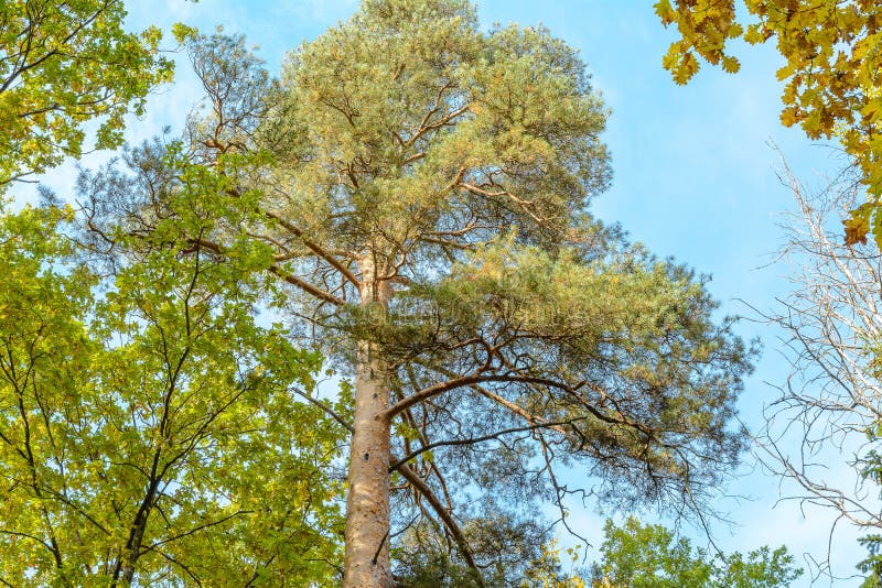 Early autumn in the forest stock photo. Image of pine - 92261640