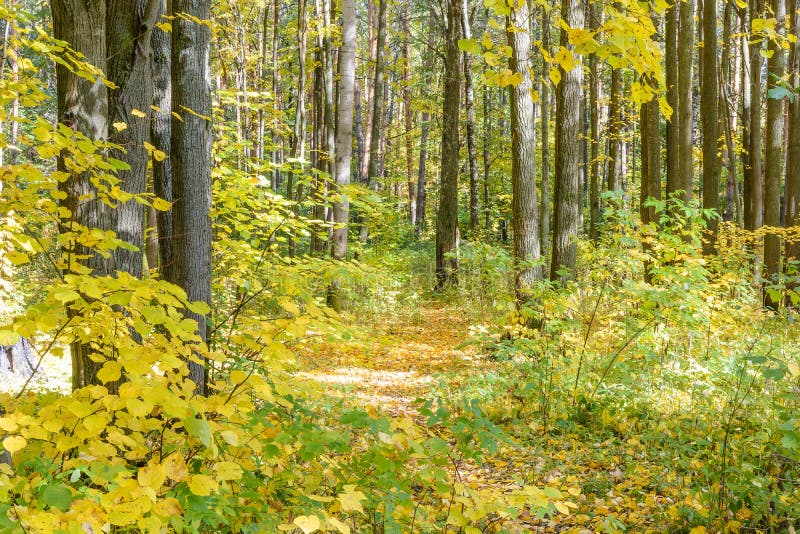 Early autumn in the forest stock photo. Image of woods - 92208610