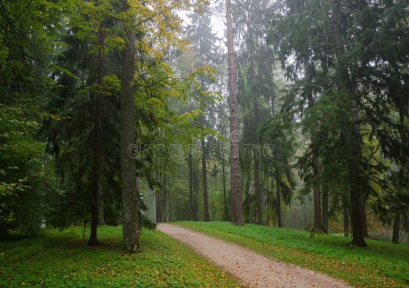 Early Autumn Forest after Rain with Mist Stock Image - Image of bright ...