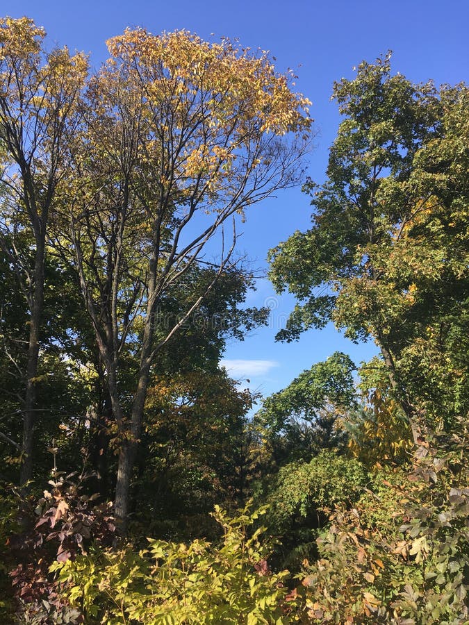 Early autumn forest, trees stock image. Image of yellow - 103208405