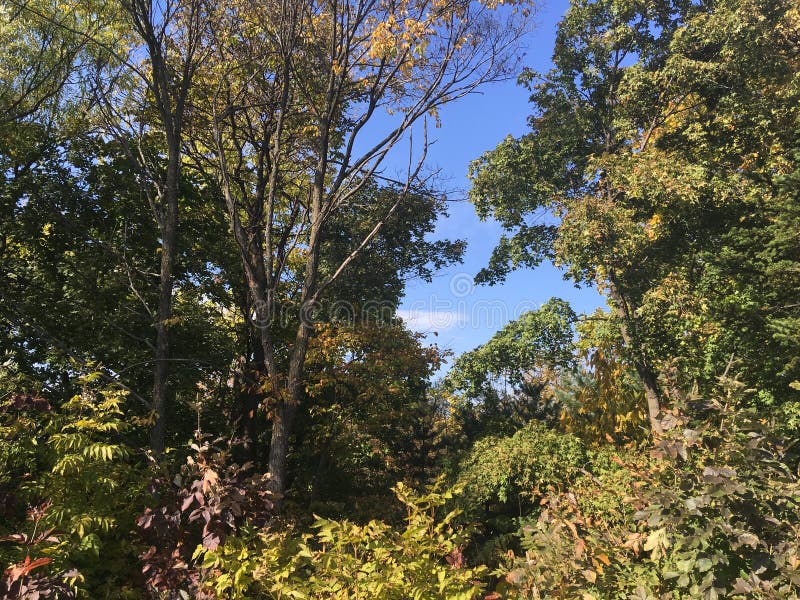 Early autumn forest, trees stock photo. Image of branches - 103208432