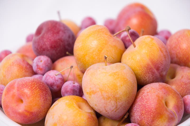 Early Autumn Garden Grown Plums Stock Image - Image of salicina, amber ...