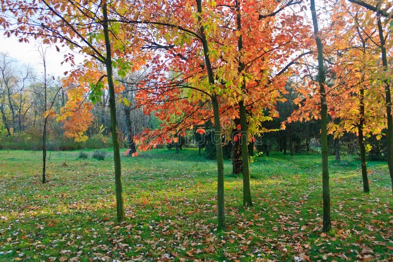 Autumn Red Maple Tree in Evening Stock Image - Image of environment ...