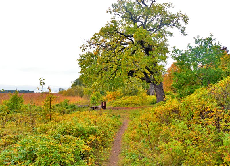 Early autumn landscape. stock photo. Image of design - 93027886