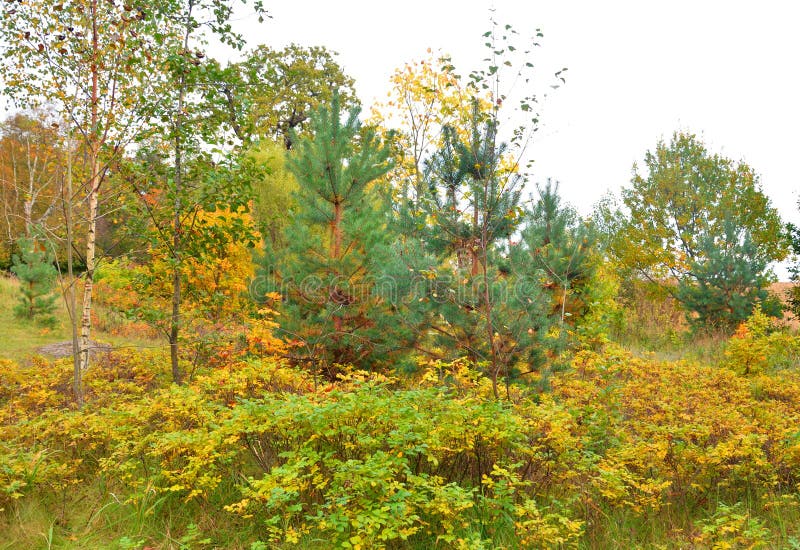 Early autumn landscape. stock image. Image of rural, plant - 93027947