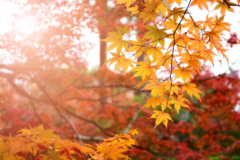 Early Autumn with Maple Leaves Background Stock Photo - Image of maple ...