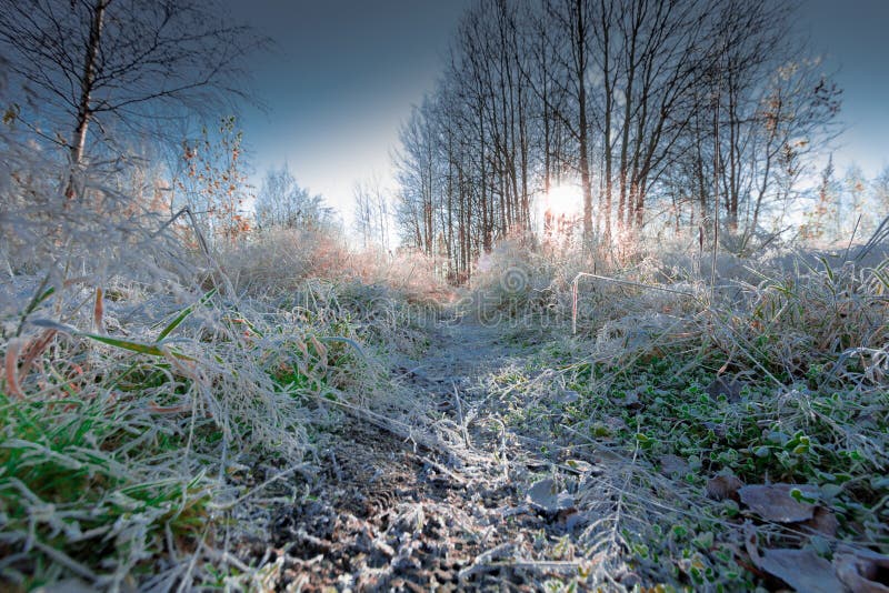 Early autumn morning stock image. Image of bright, green - 65828059