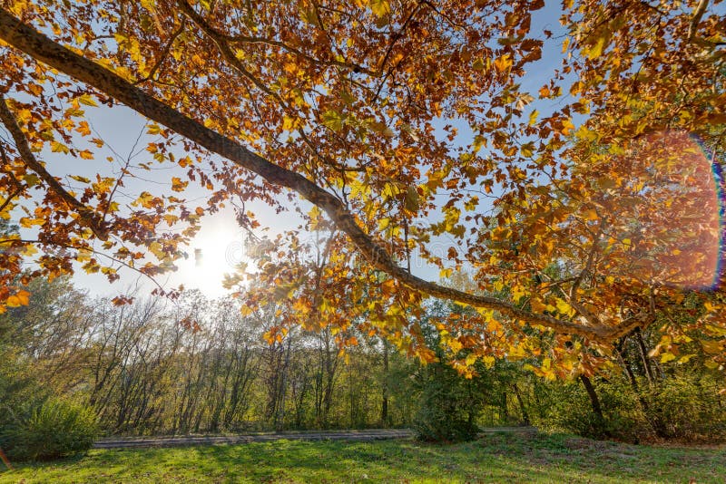 Early autumn in the park stock photo. Image of grass - 75280208
