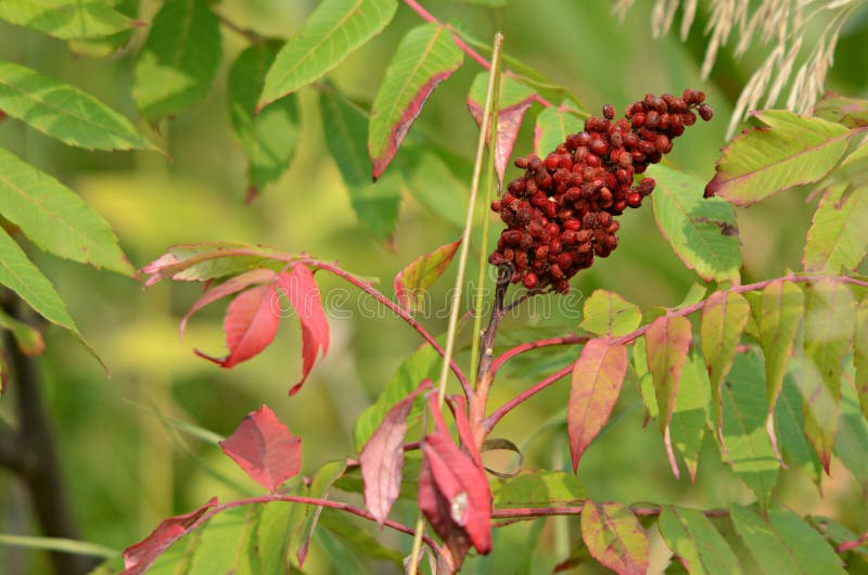 Early Autumn Sumac Leaves and Ripened Fruit Stock Image - Image of ...