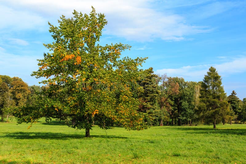Lawn with Fall Trees stock image. Image of foliage, grass - 11393597