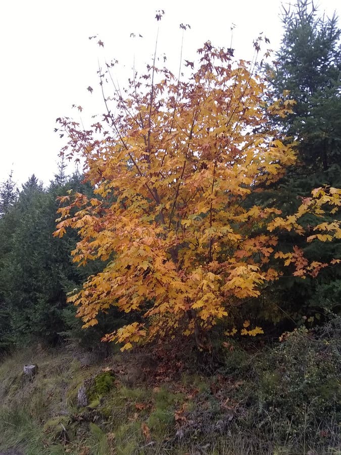 Early Autumn Tree on Hillside in Oregon Stock Image - Image of early ...