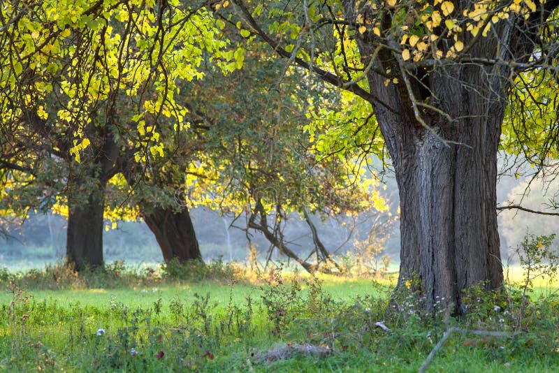 Beautiful Autumn Creek with a Little Cascade Stock Image - Image of ...