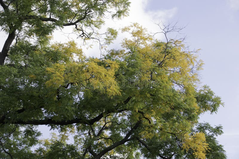 Early Autumn Trees and Blue Sky Stock Image - Image of nature, clear ...