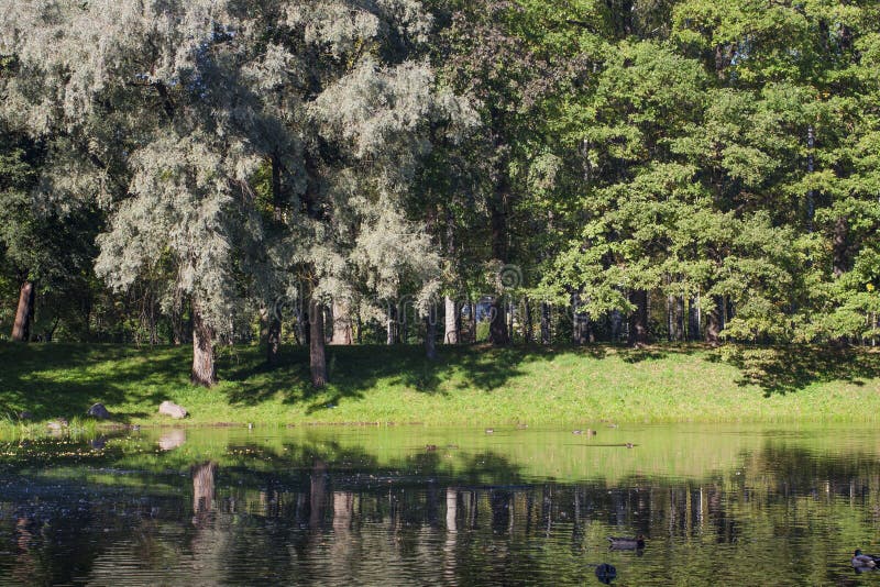 Early autumn trees stock photo. Image of family, dawn - 101633112