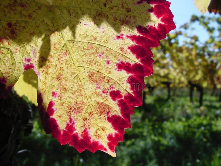 Early Autumn Vine Taste and Colour Stock Photo - Image of pleasure ...