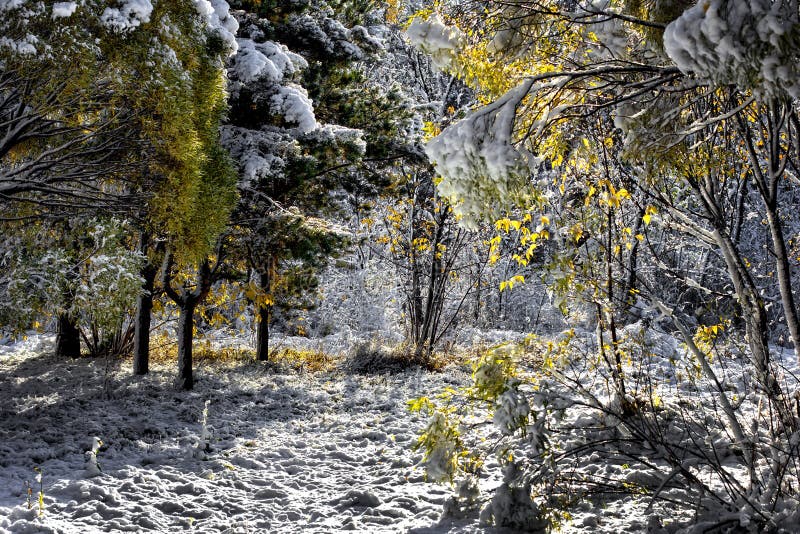 Early autumn stock photo. Image of december, frosty, color - 78961352