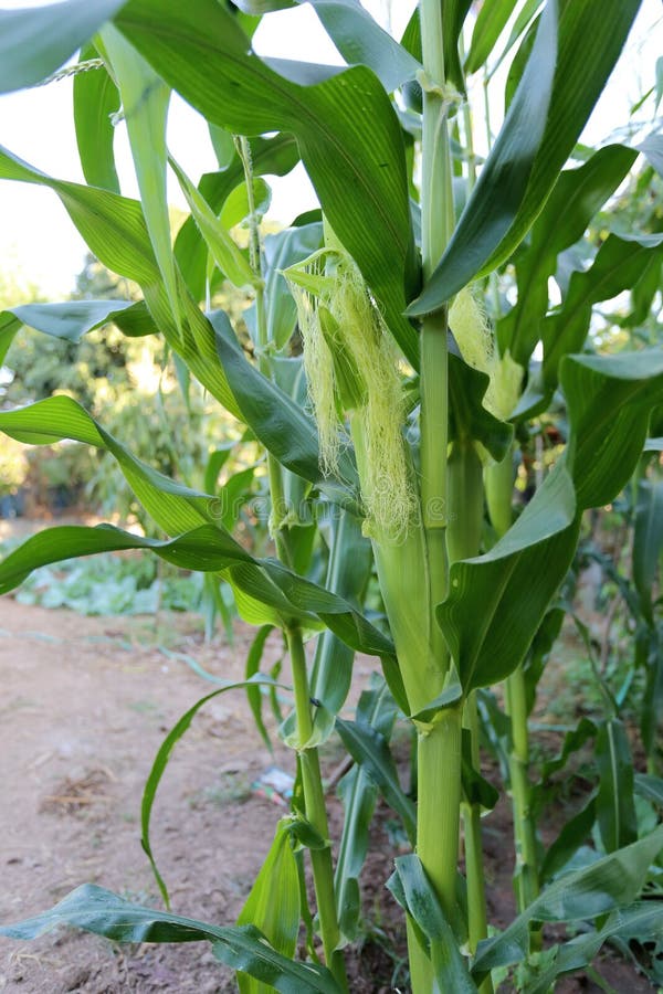 The early baby corn. stock image. Image of plant, veggies - 65616029