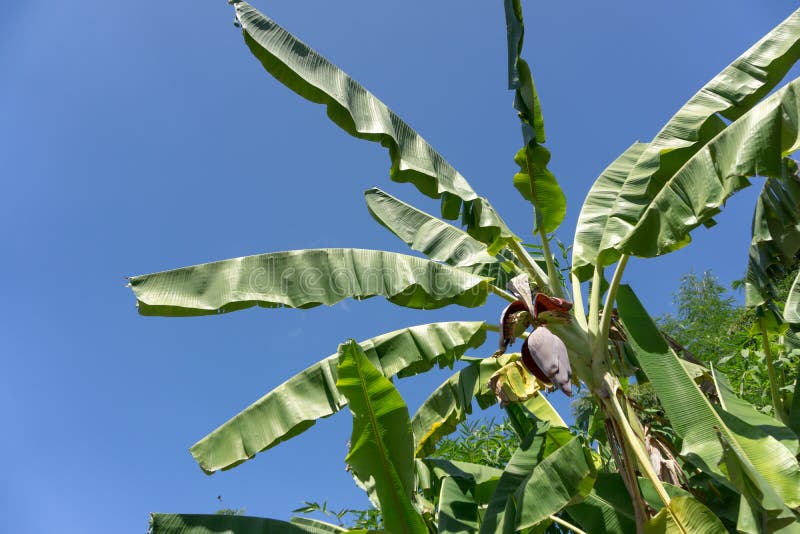 Early banana blossom stock photo. Image of plant, summer - 62326894